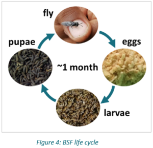 Ressect | Black Soldier Fly | Circular Economy | Black Soldier Fly (BSF ...